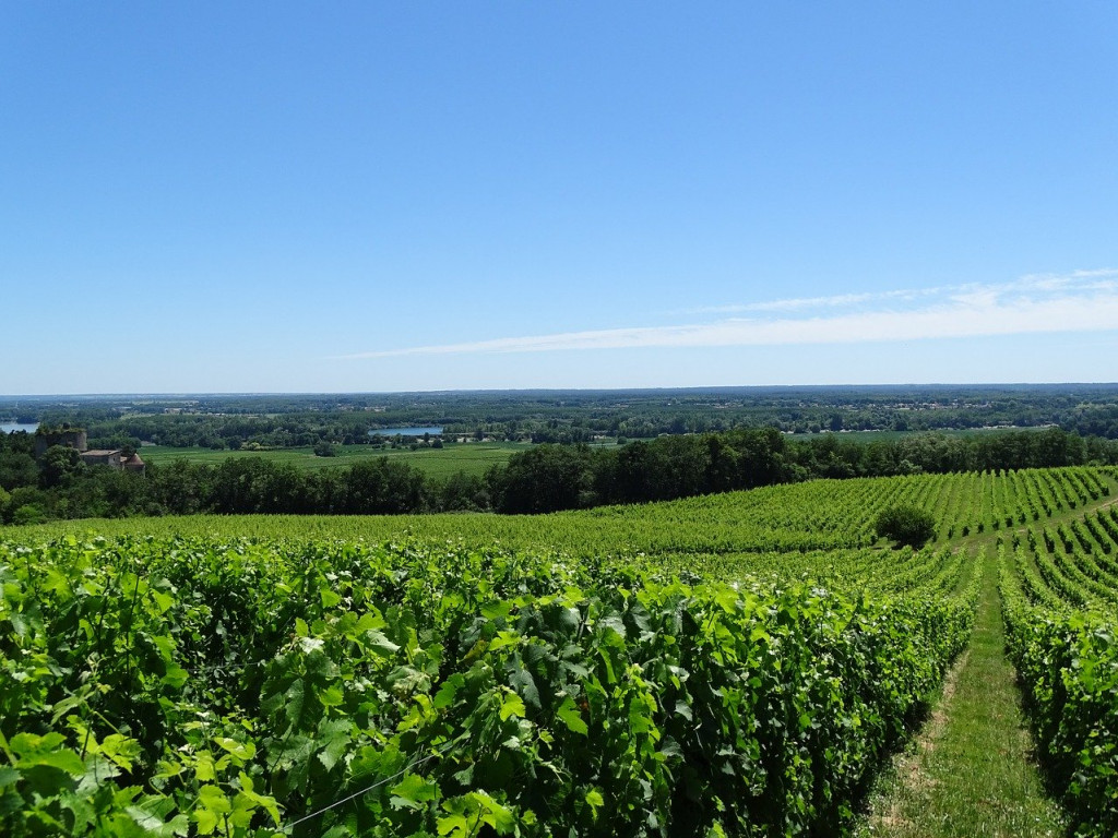 L'appellation Sauternes Barsac : ses particularités